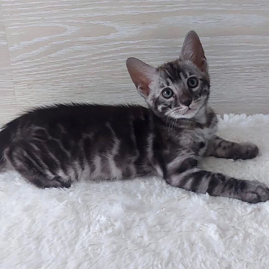 Мальчик серебро уголь и уголь на золоте