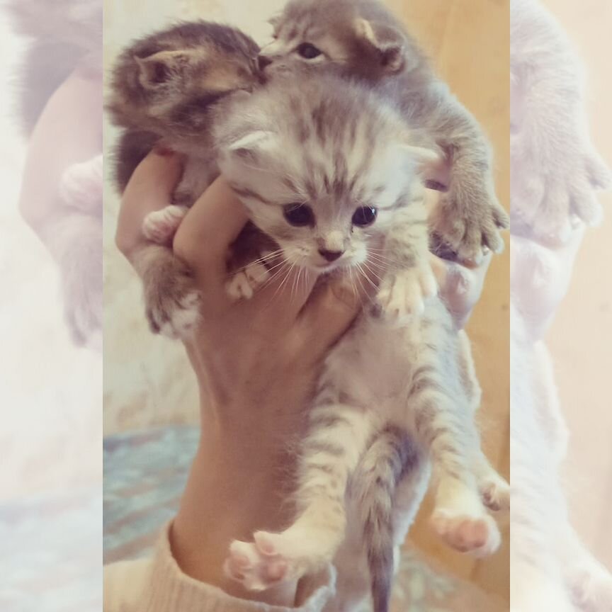 Шотландские котята