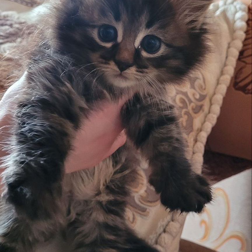 Котята в добрые руки бесплатно девочка