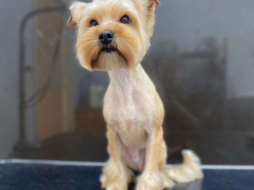 Собака в добрые, ответсвенные руки