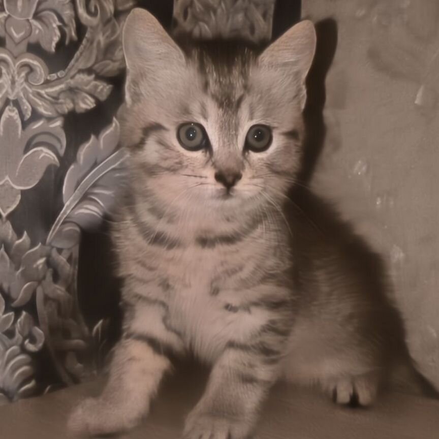 Мейн-кун котёнок