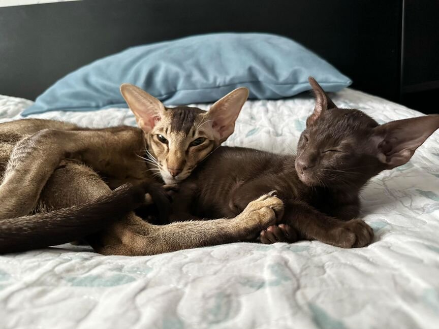 Ориентальные котята с документами