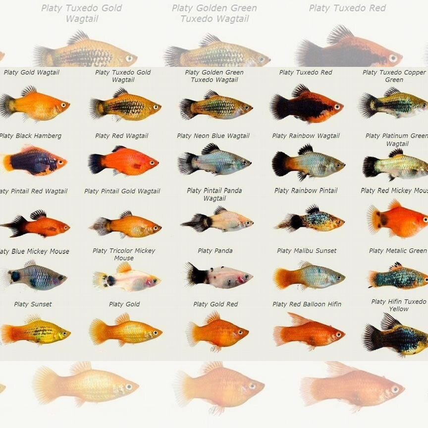 Кто поделился аквариумными рыбками