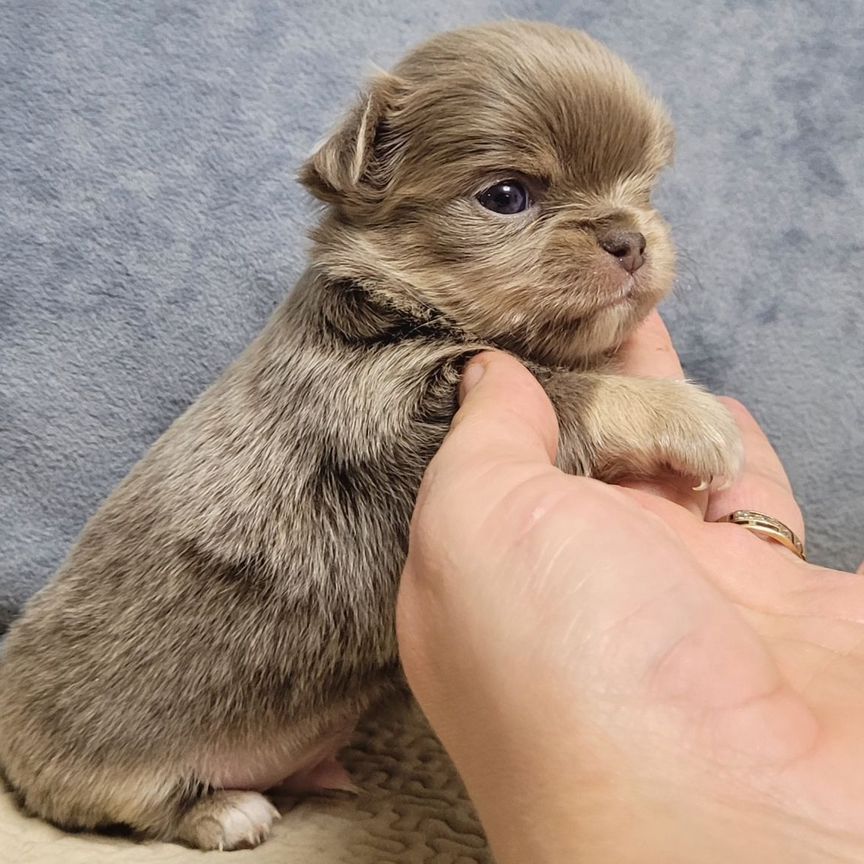 Чихуахуа, щенок