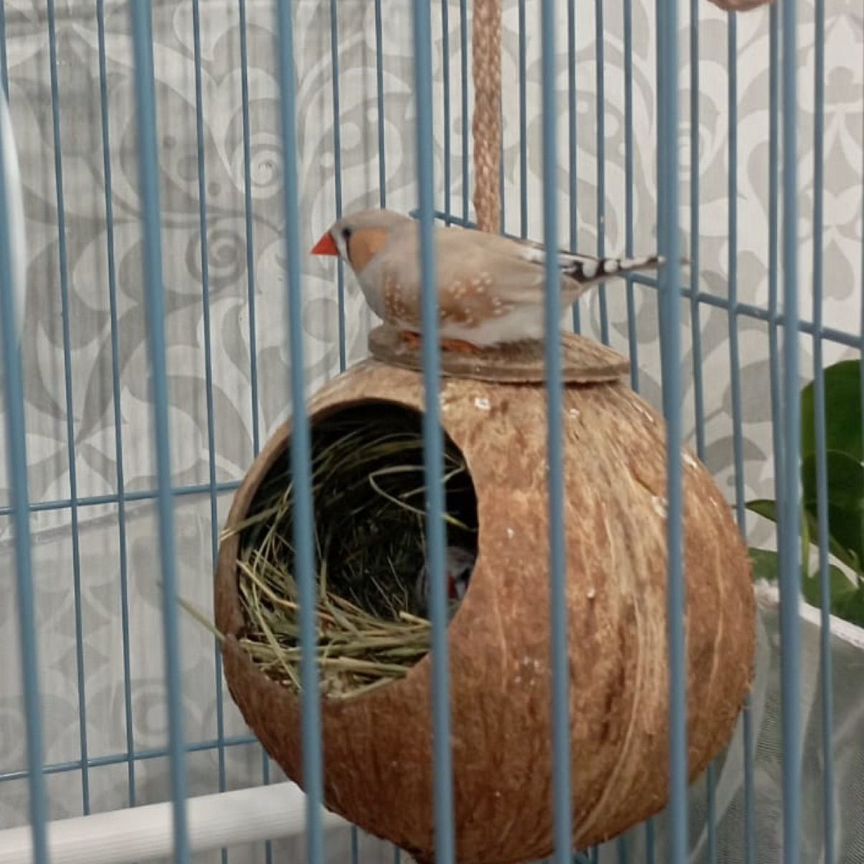 Птенцы амадины