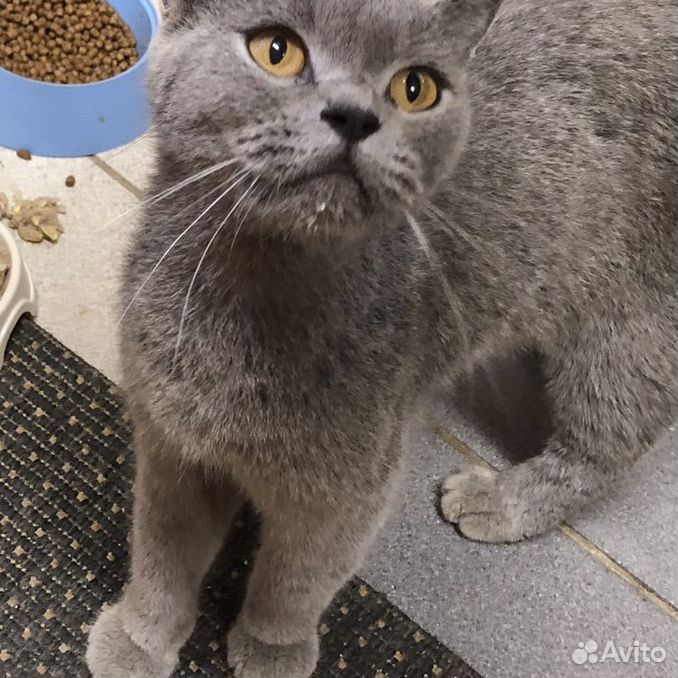 Найдена британская кошка