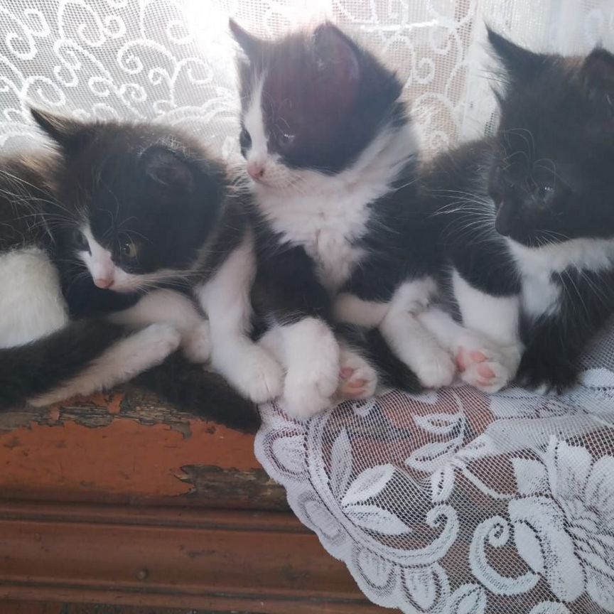 4 комочка счастья
