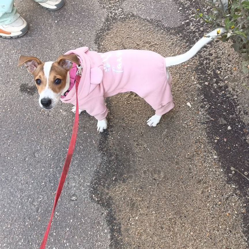 Джек рассел терьер