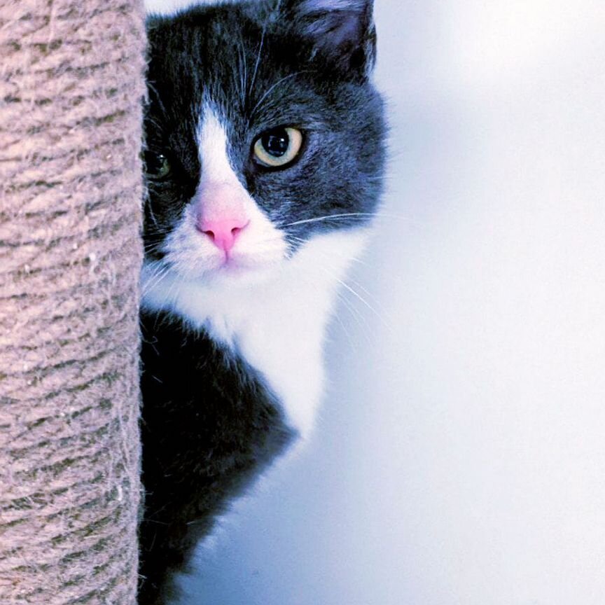Котёнок Ильич 3 месяца