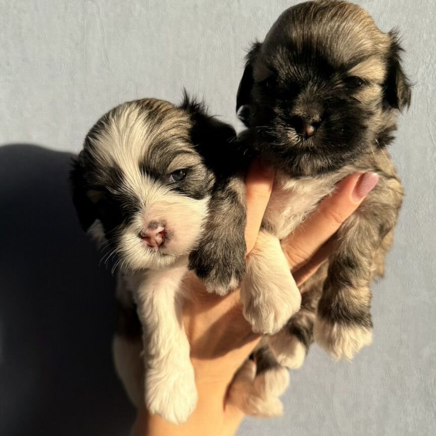 Мальтийская болонка, щенок