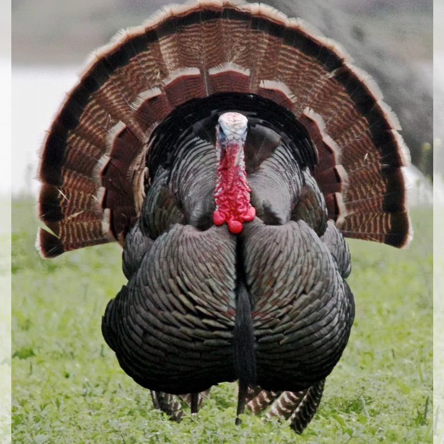 Индюки домашние