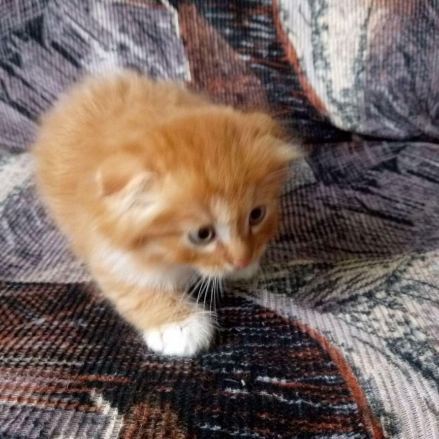 Котята в добрые руки бесплатно. 3 котика и кошка