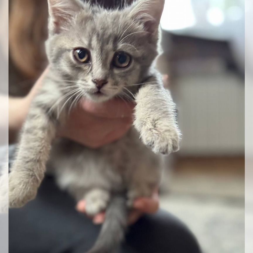 Котёнок в добрые руки