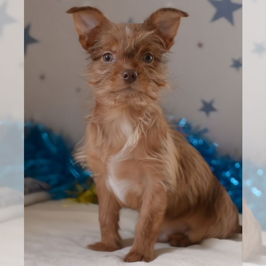 Йоркширский терьер, щенок