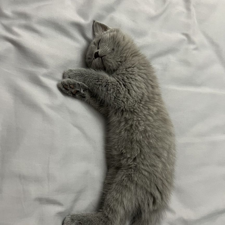 Котенок Британский (мальчик)