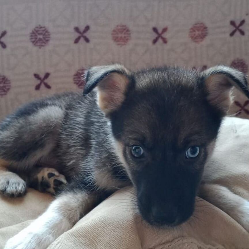 Малыши щеночки