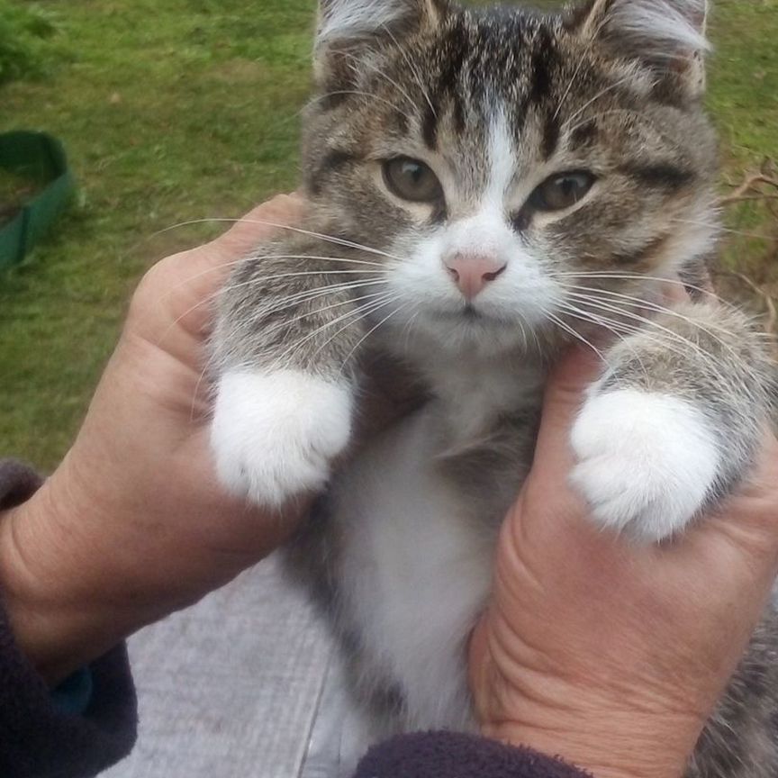 Котёнок в добрые руки