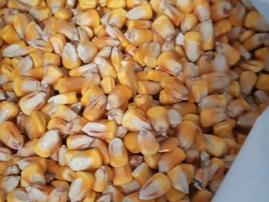 Зерно кукурузы оптом