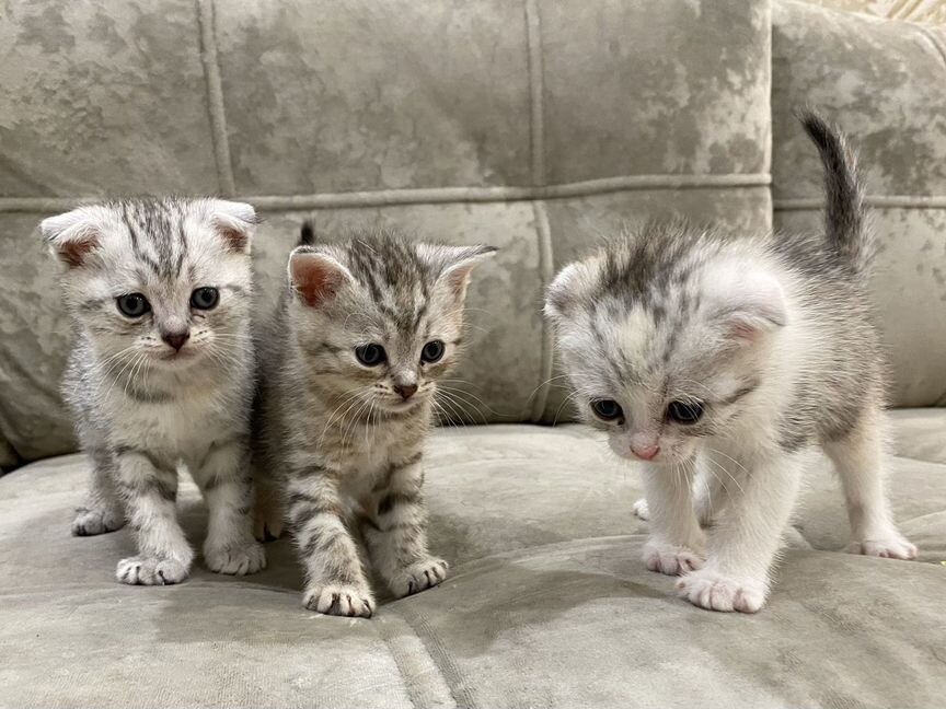 Шотландские вислоухие котята