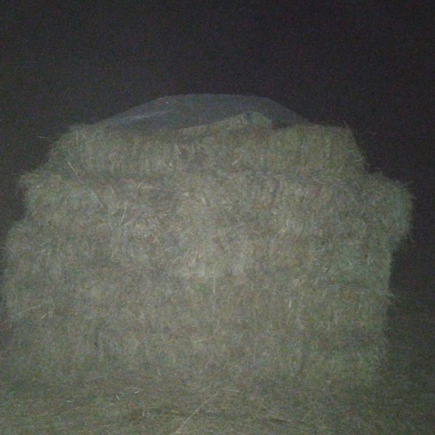 Сено в квадратных тюках