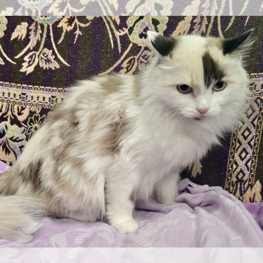 Невская маскарадная, взрослая кошка