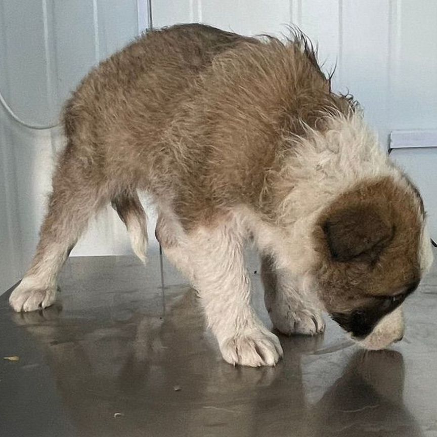 Щенок в добрые руки