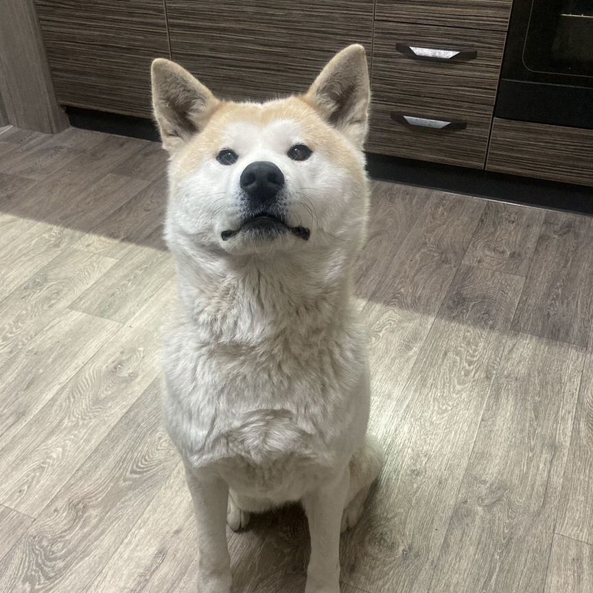 Акита ину,вязка девочка