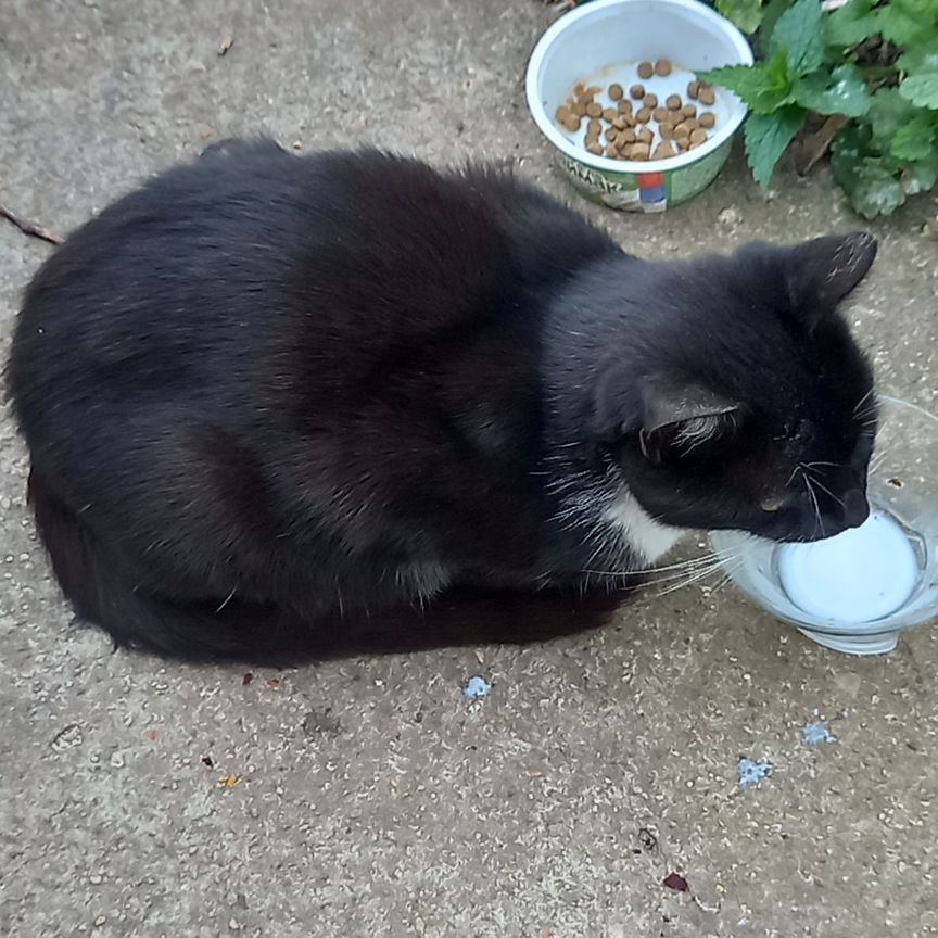 Взрослая, кошка в добрые руки