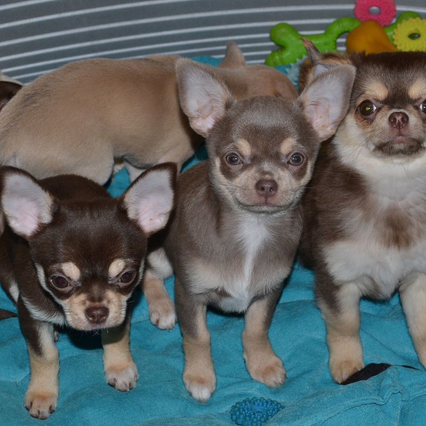 Малышатки чихуахуа