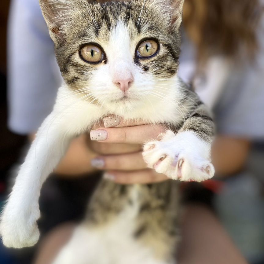 Котенок в добрые руки