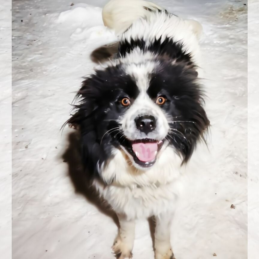 Лайка, взрослый пёс