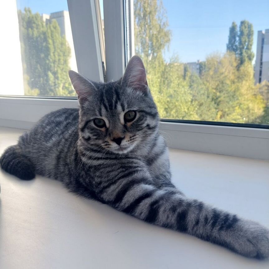 Котик 6 мес в добрые руки