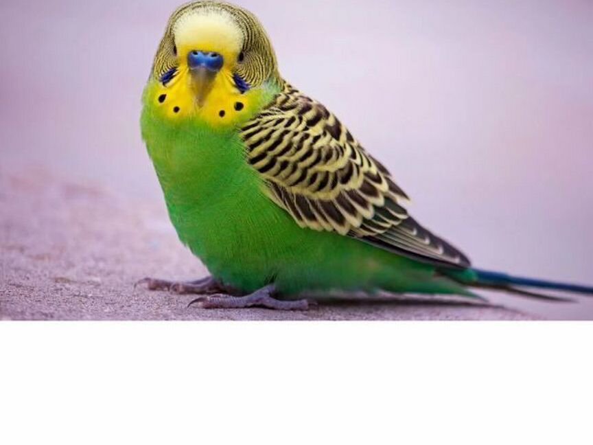 Волнистый попугай
