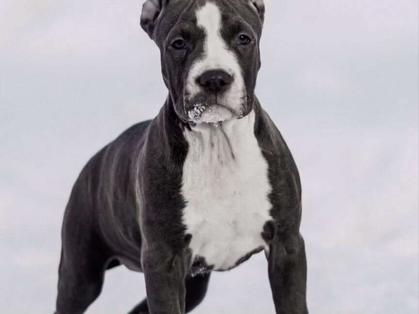 Стафф терьер щенок в любимцы (документы РКФ)