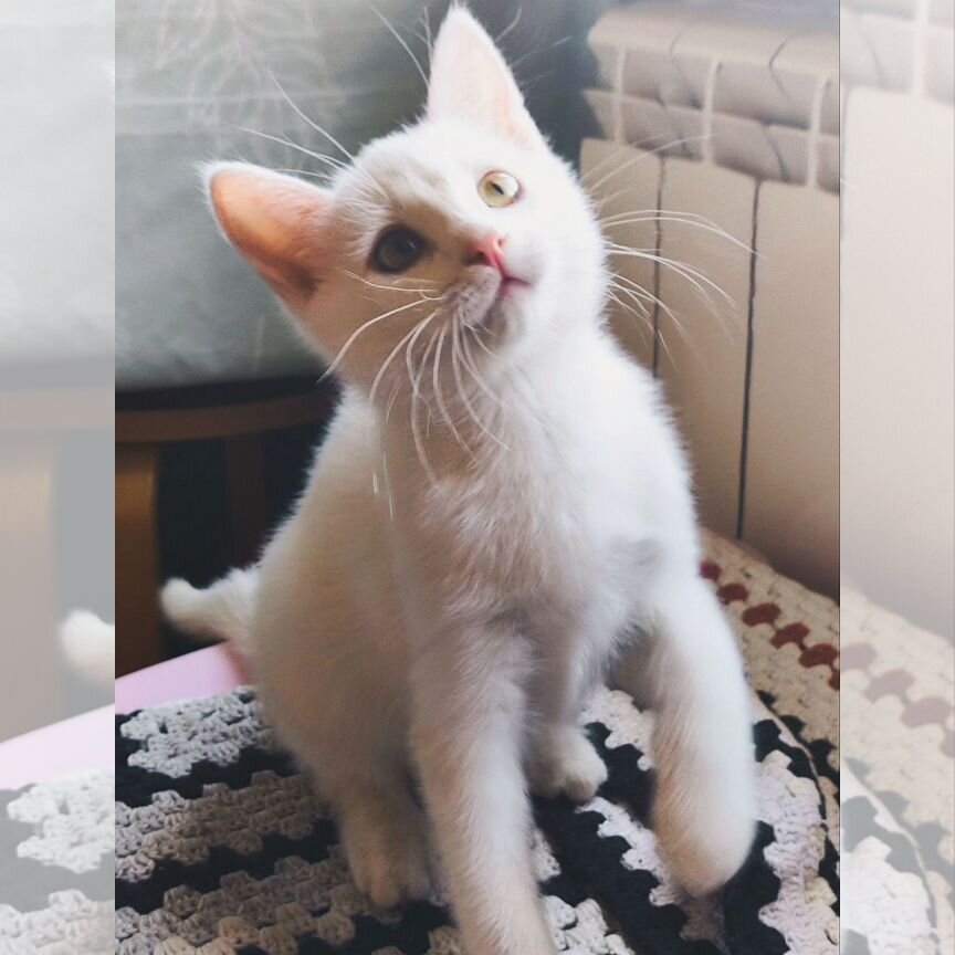 Котёнок в добрые руки