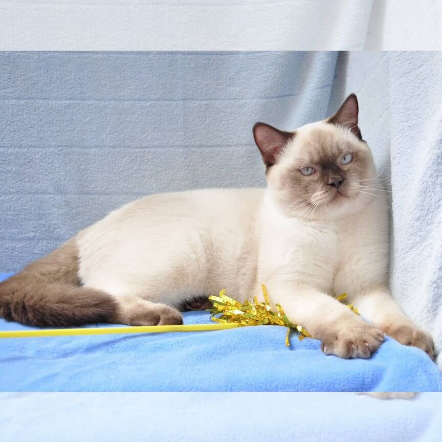 Британский короткошёрстный котёнок