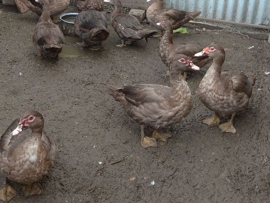 Уточки на племя порода канадская шоколадная