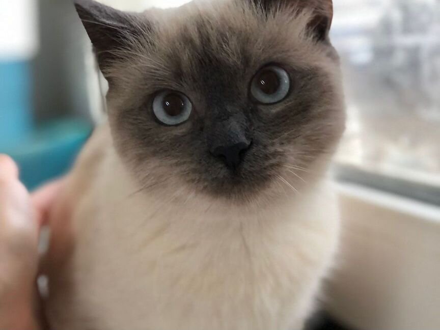 Тайский котенок Лаванда