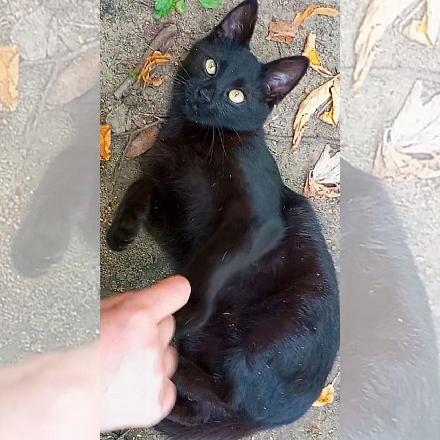 Котенок в добрые руки