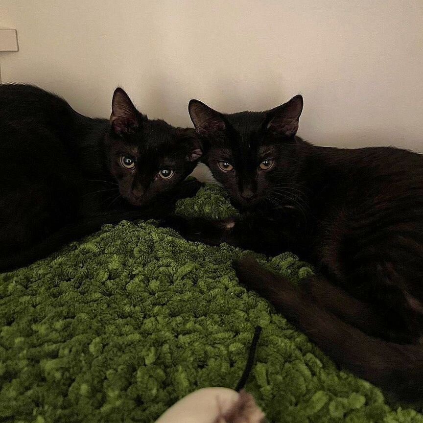 Черные котята бесплатно