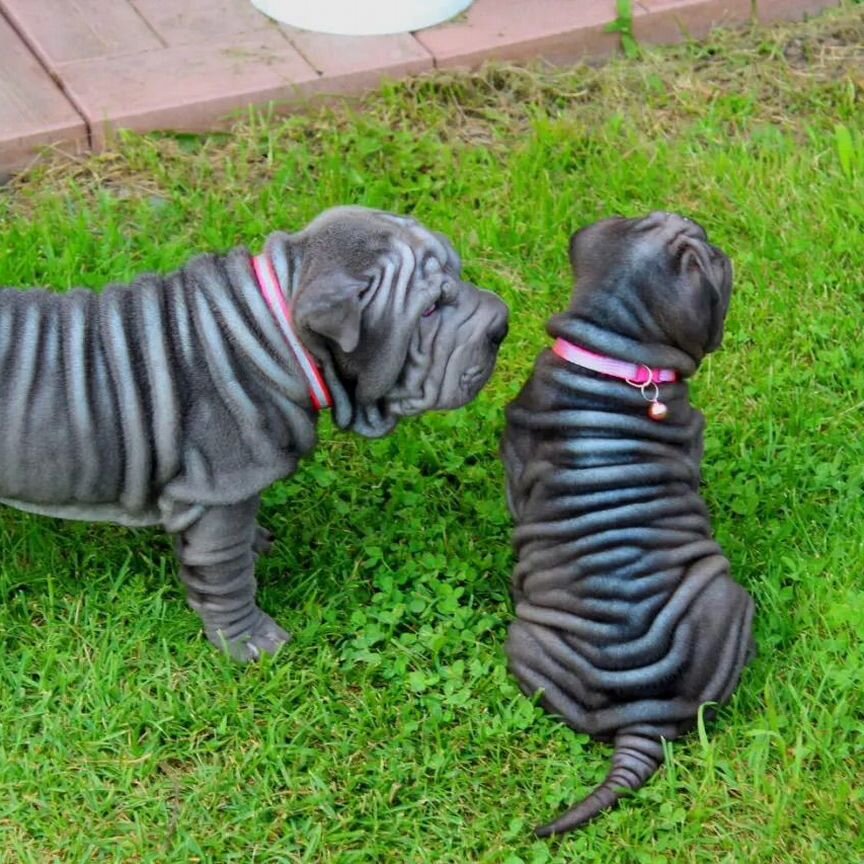 Нежные складочки шарпея