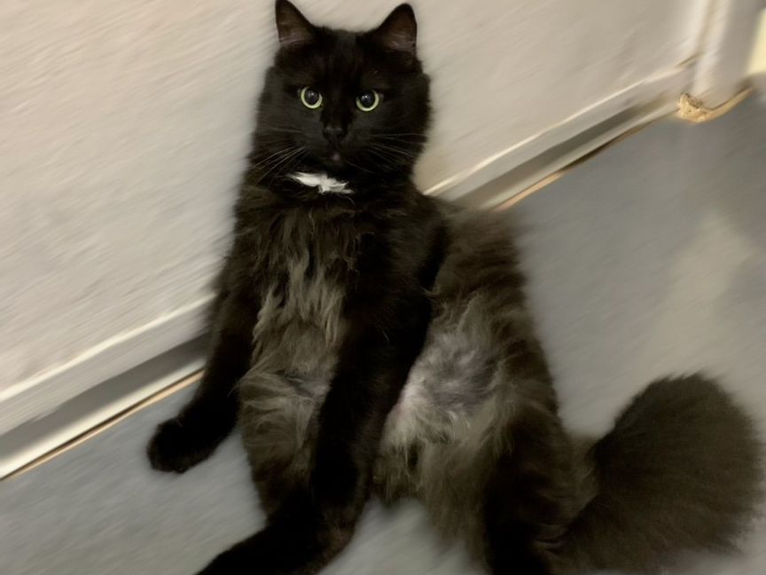 Котик Кузя