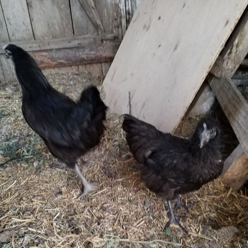 Мясо домашней птицы