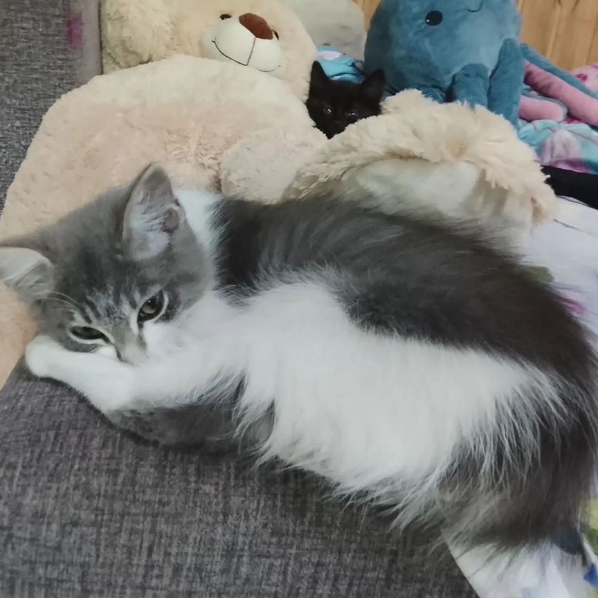 Котёнок в добрые руки