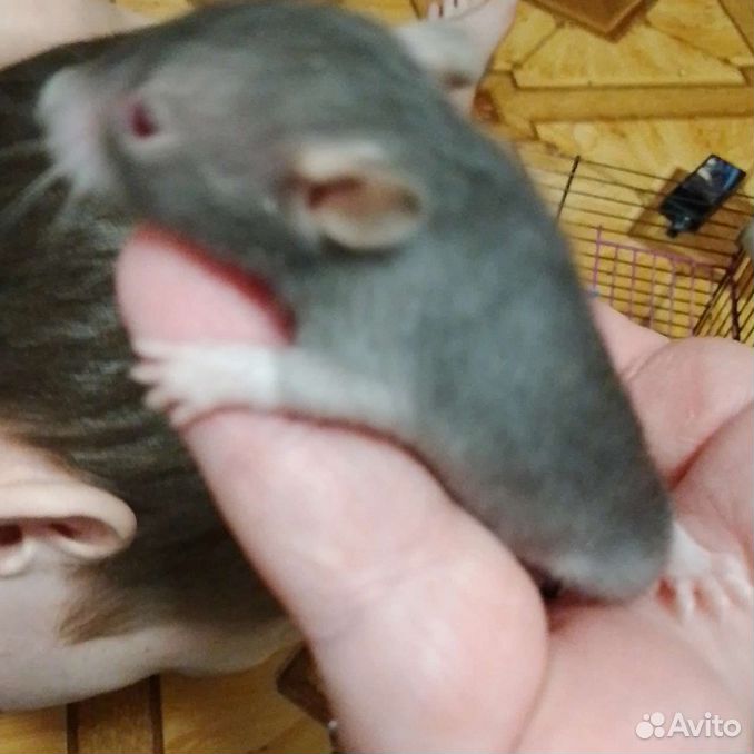 Крыса альбинос