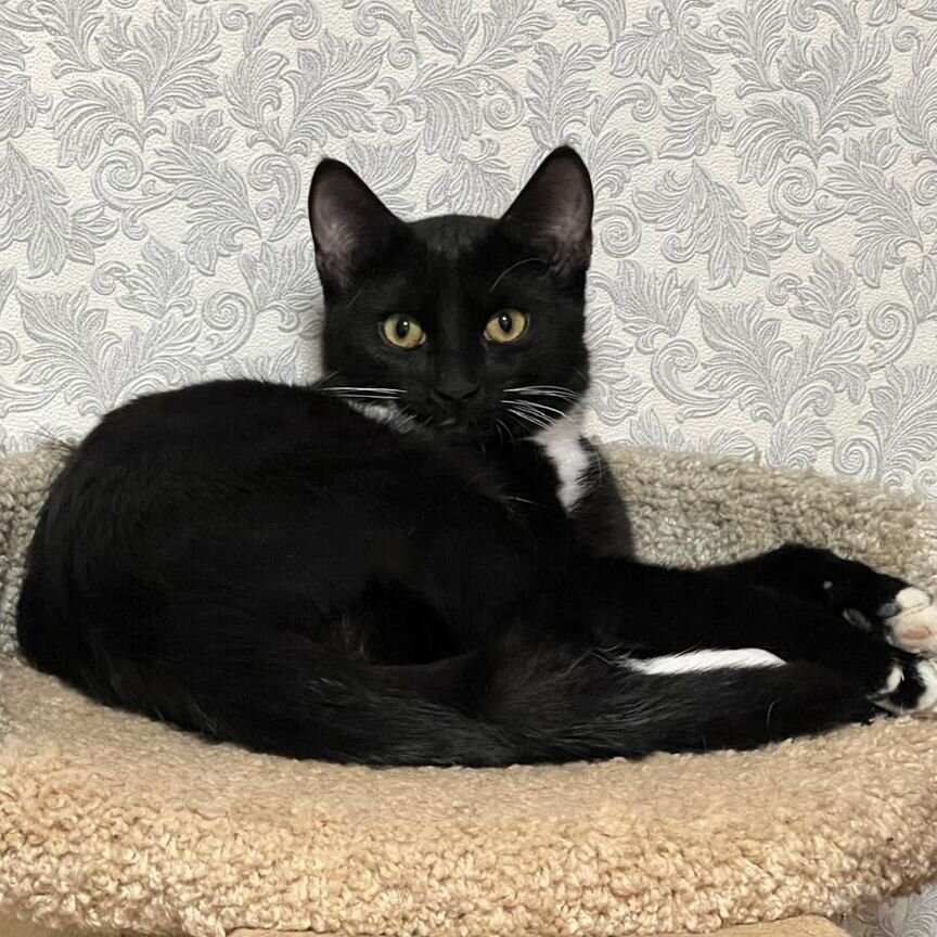 Черный котенок Маркиз