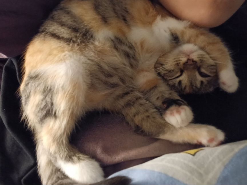 Котенок девочка трехцветная