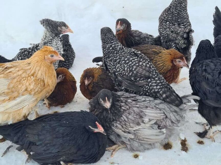Курочки молодки
