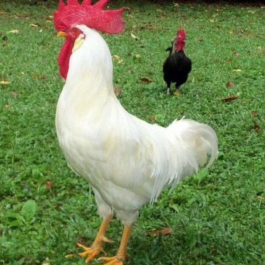Петухи 7 месяцев, белые