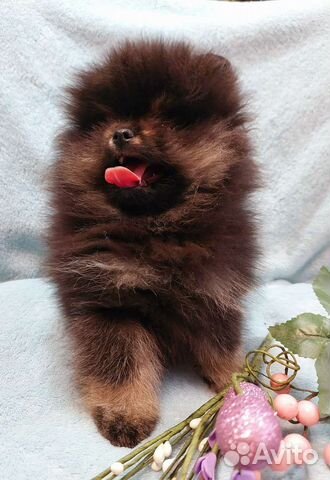 Шпиц померанец мишка
